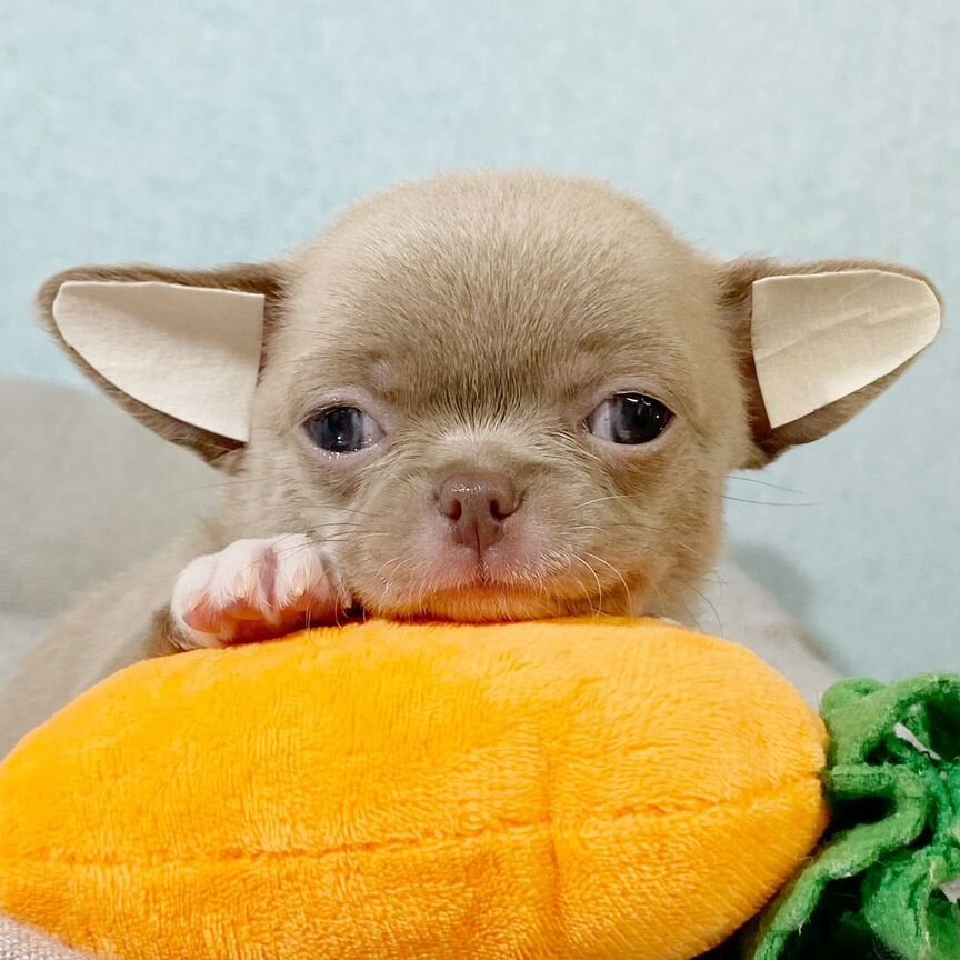 Щенки чихуахуа