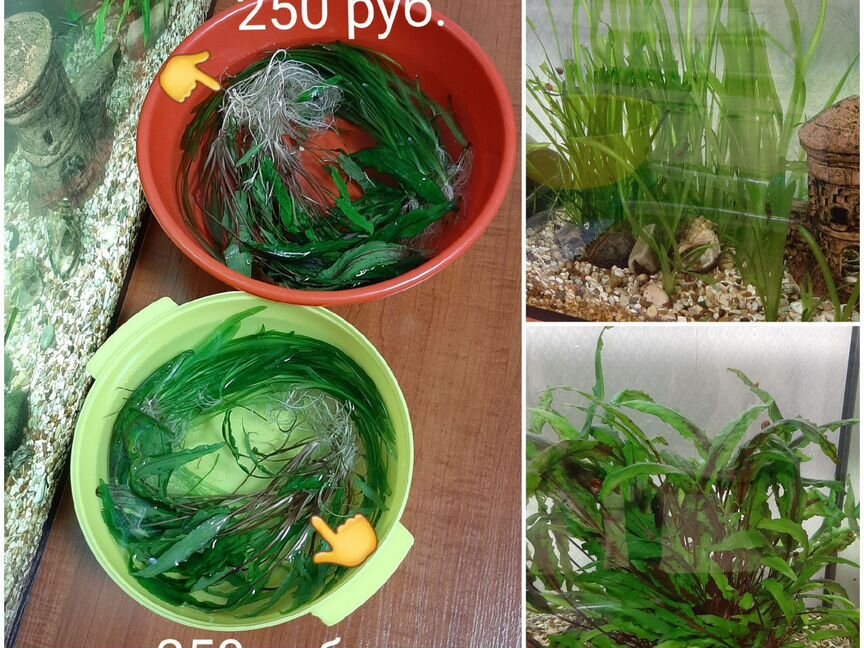 Аквариумные растения