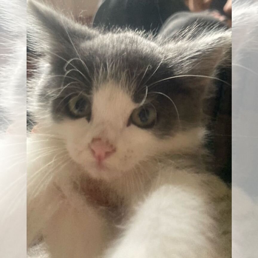 Отдам котенка в добрые руки