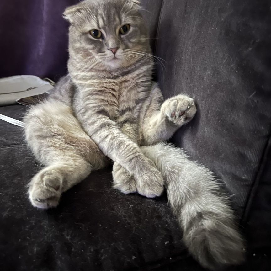 Шотландский вислоухий короткошёрстный кот, вязка