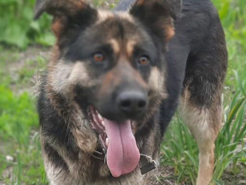 Собака в добрые руки