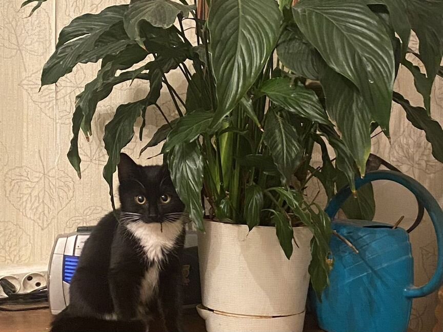 Котонок в добрые руки