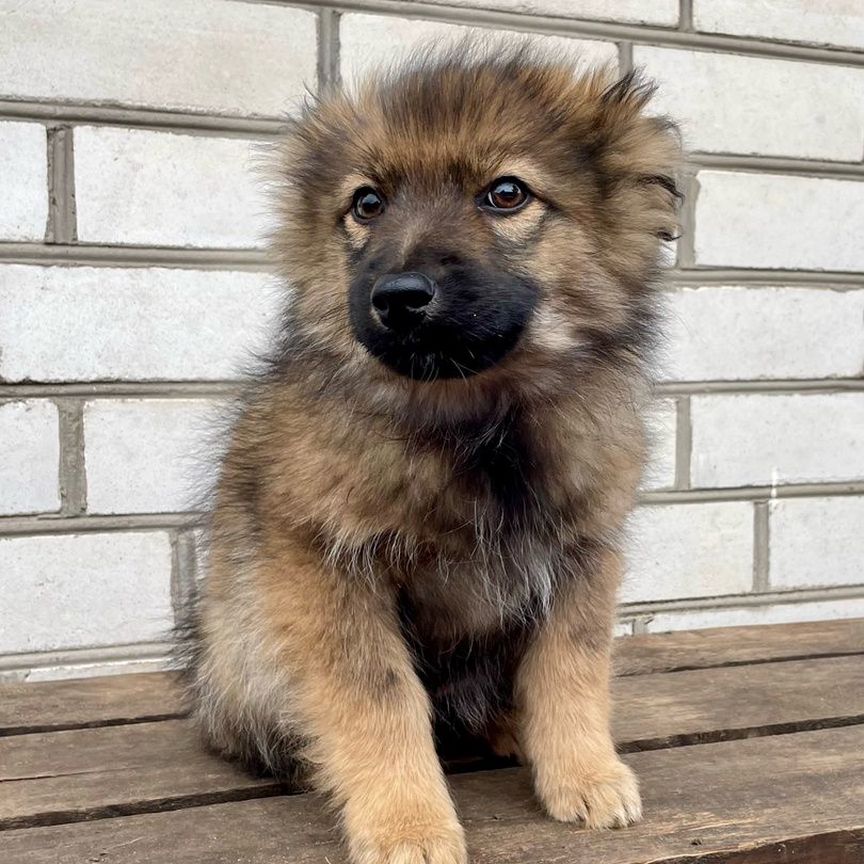 Чудесная малышка