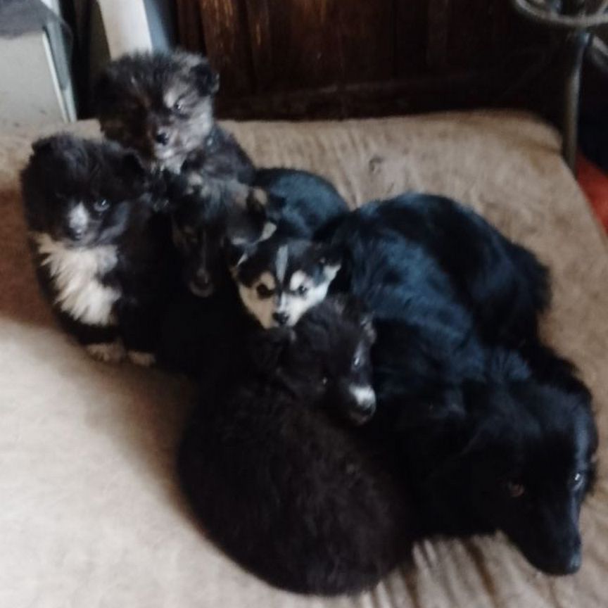 Шенки от небольшой собаки во двор