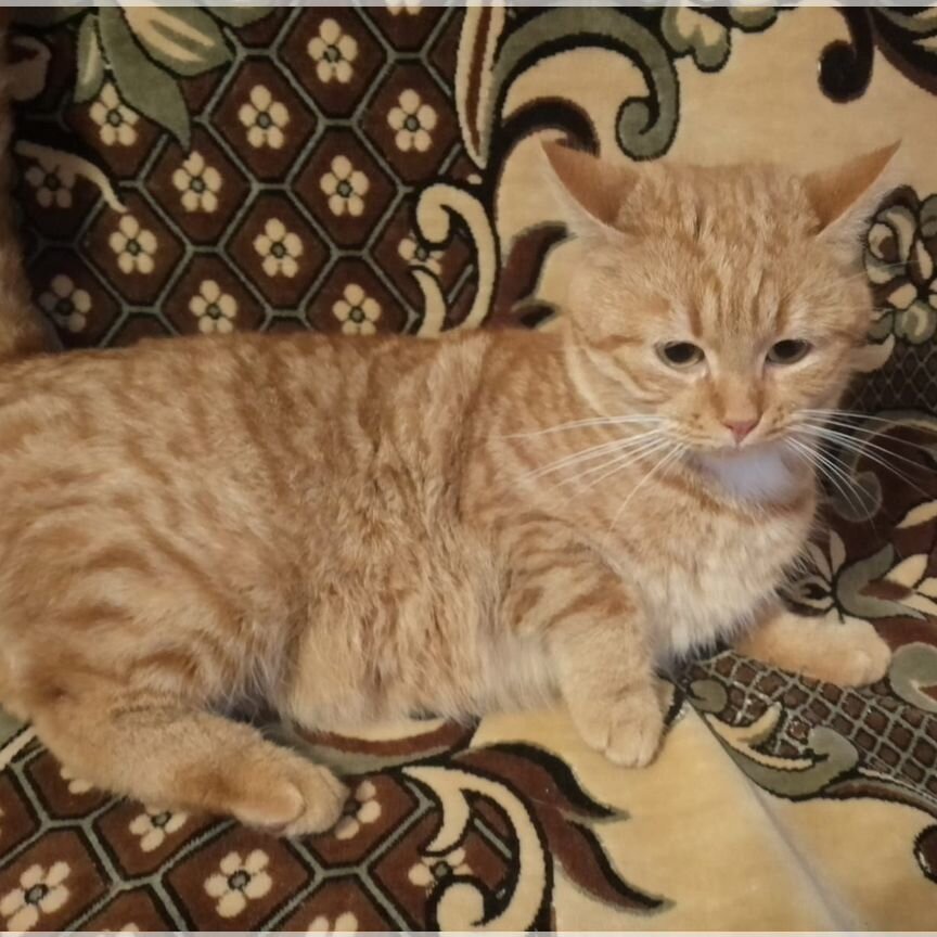 Взрослый кот в добрые руки