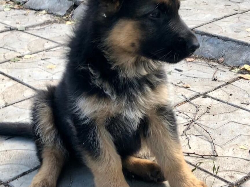 Щенки длинношёрстной немецкой овчарки