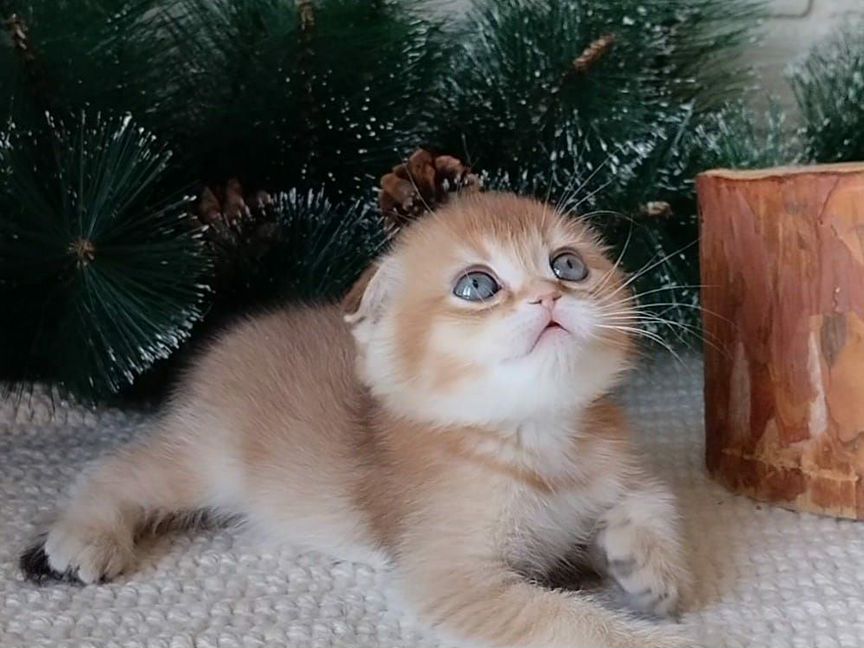 Золотой шоколадик