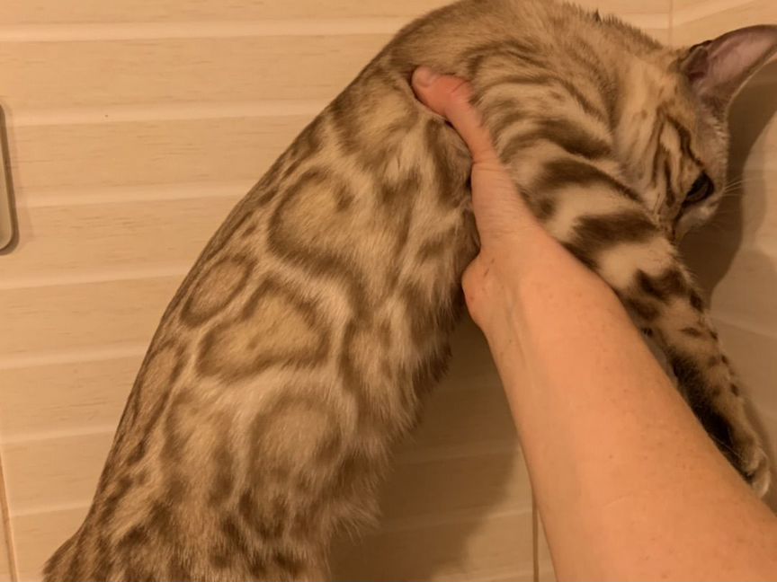 Бенгальская