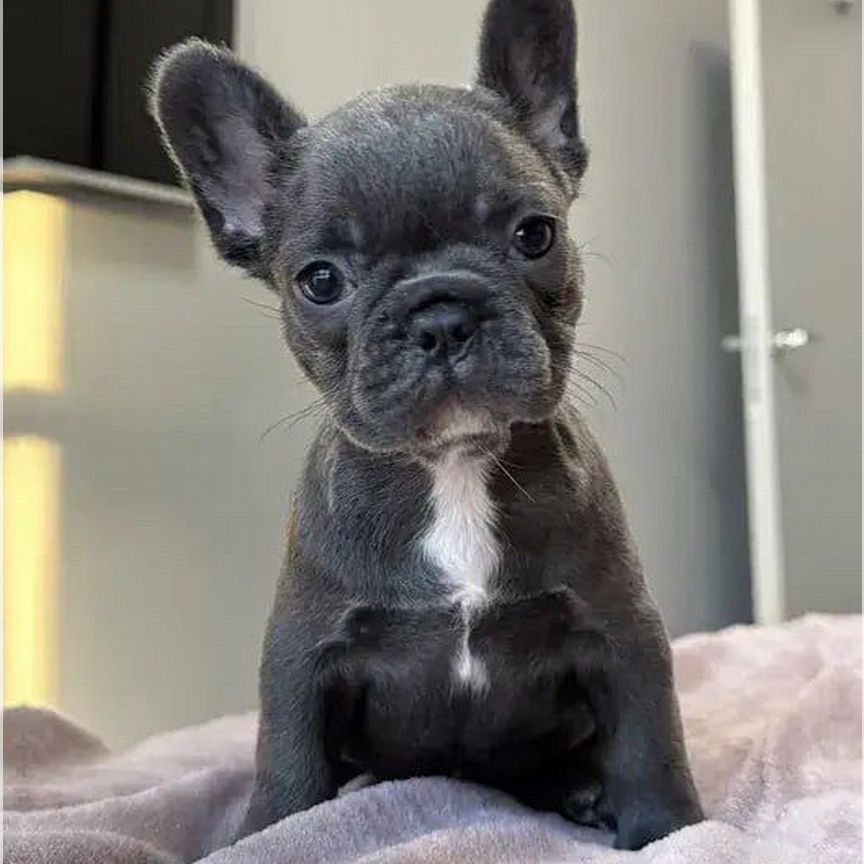 Французский бульдог