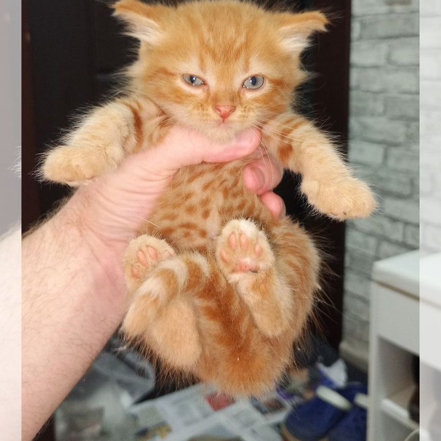 Котёнок в добрые руки