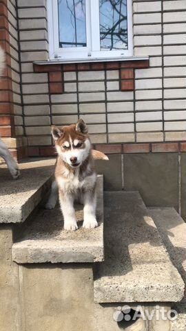 Щенки хаски