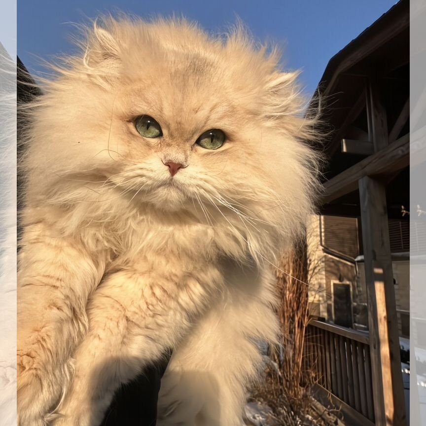 Дш мальчик голубое золото