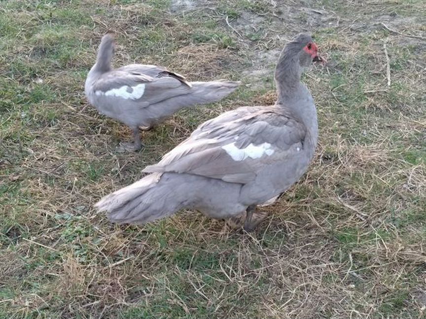 Индоутка лаванда