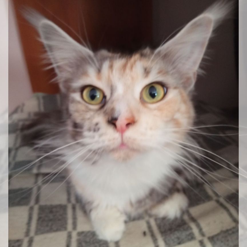 Мейн-кун, взрослая кошка