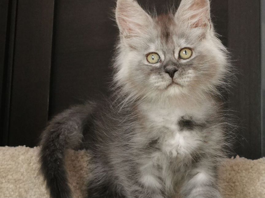 Шикарный котик породы Мейн-кун