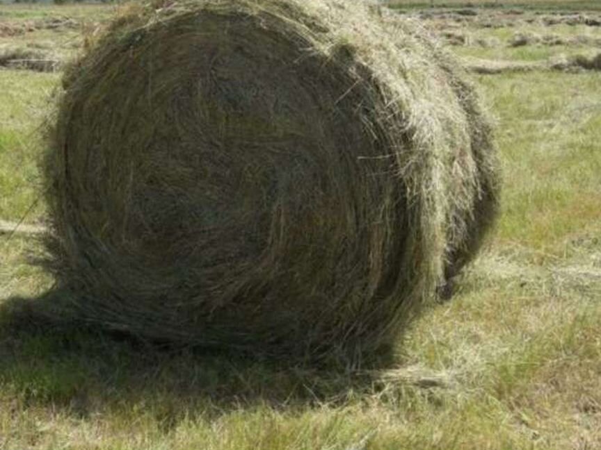 Сено2023.Пресс 180. 145. Костёр Разнотр. Люцерна