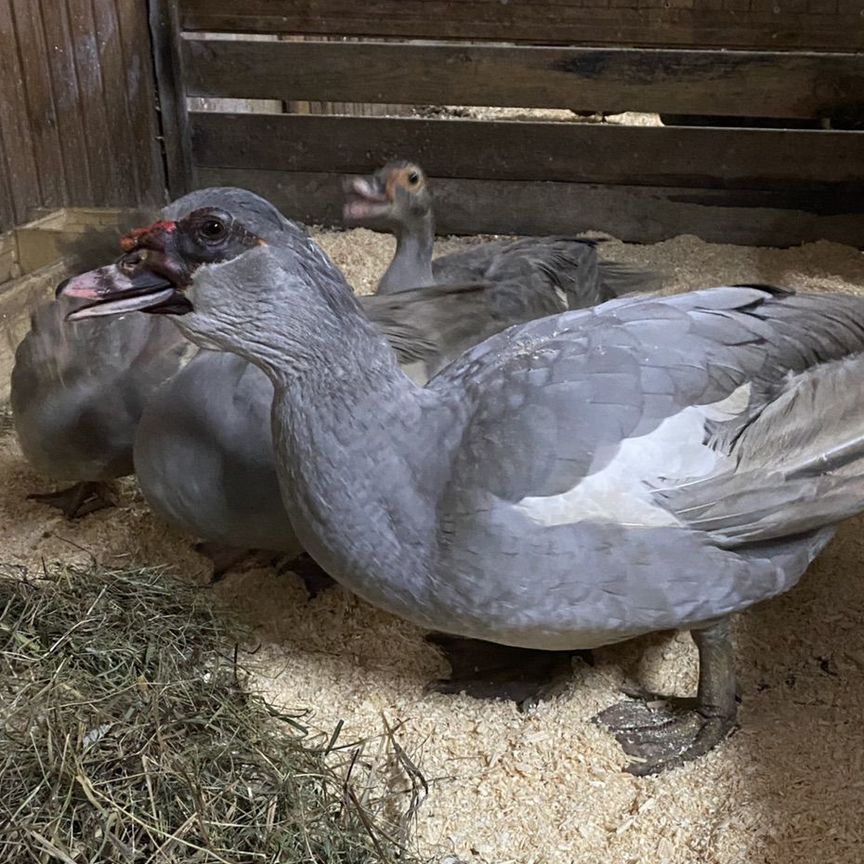 Семьи мускусной утки