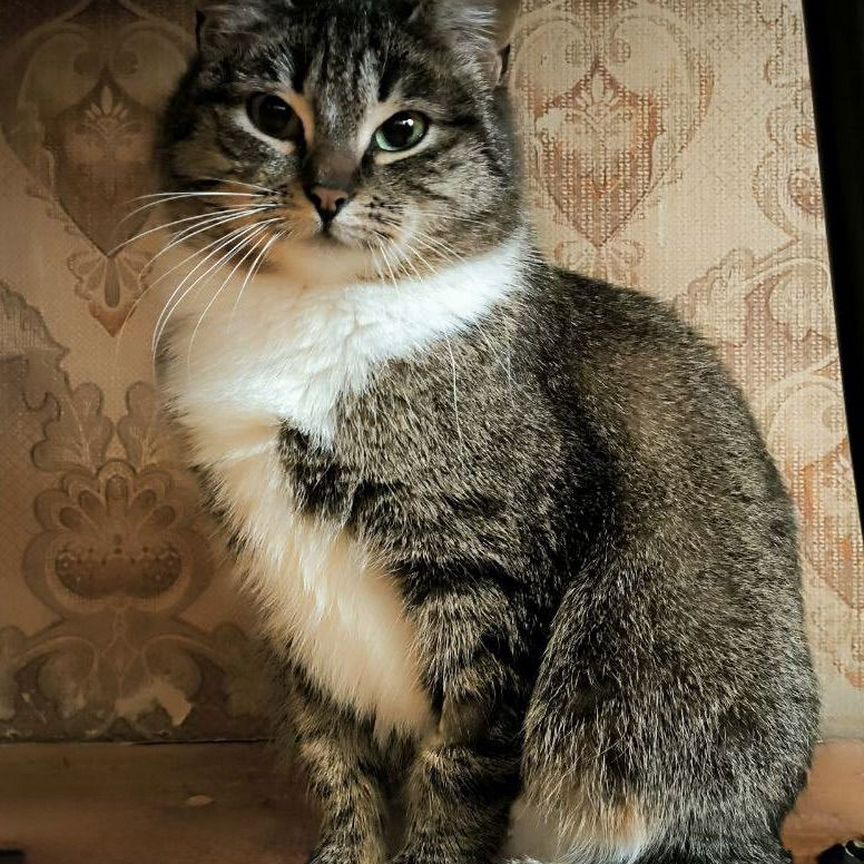 Кошка в добрые руки