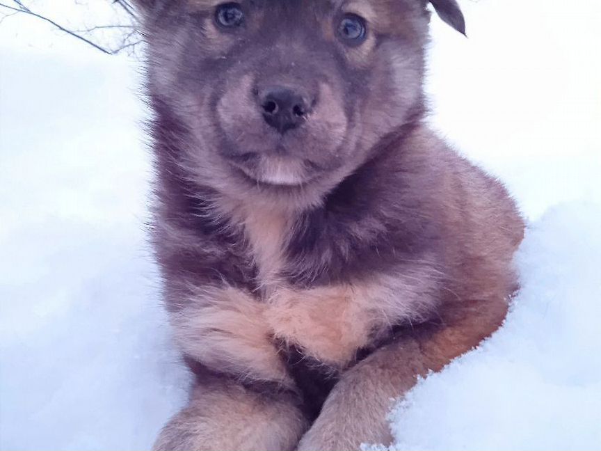 Щенок - кобелёк в добрые руки