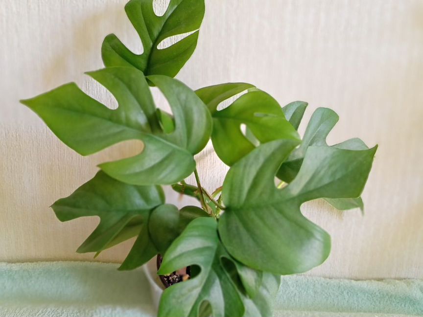 Рафидофора тетрасперма