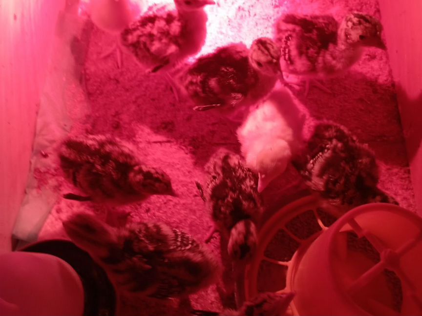 Индюшата Бронза