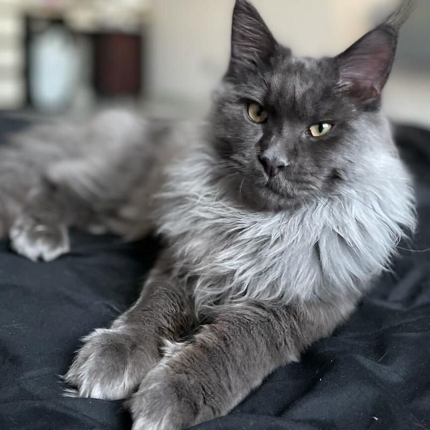 Котик ждёт невесту