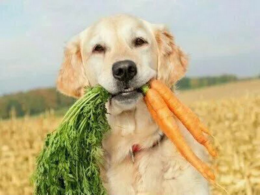 Продукция на корм животным