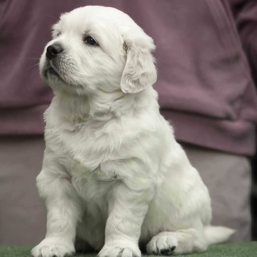 Золотистый ретривер, щенок