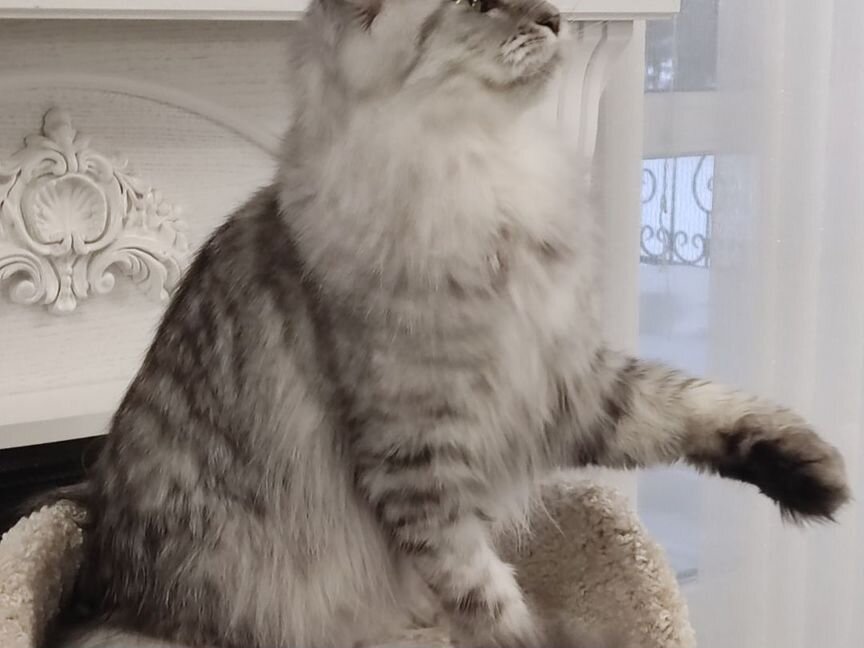 Мейн Кун кошечка