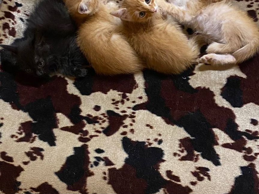 Кошка в дар