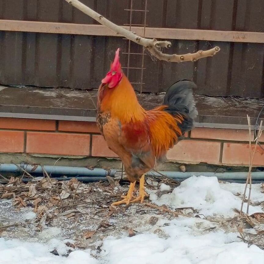 Молодые петухи