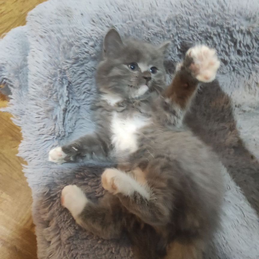 Кошка в дар