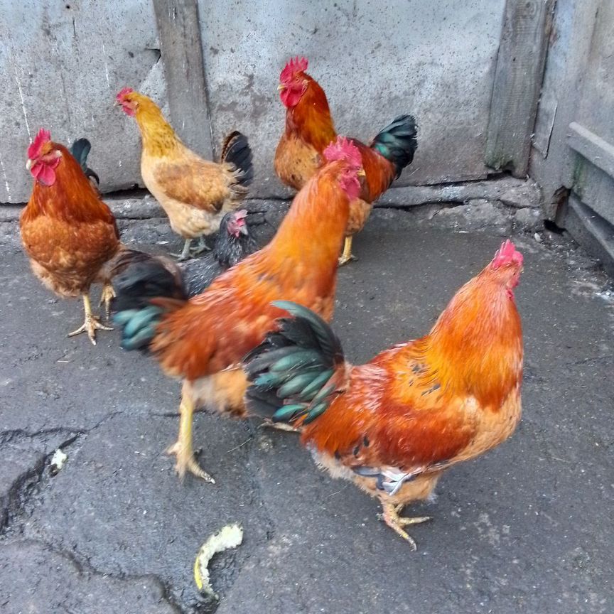 Петух кучинский