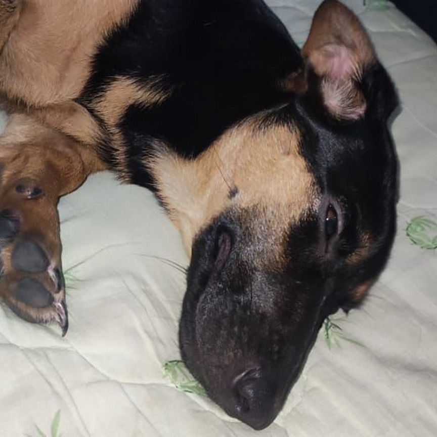 Нашли щенка