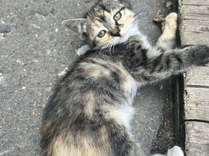 Котенок в добрые и ответственные руки и сердце