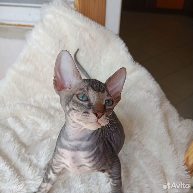 Лучшие малыши донских сфинксов