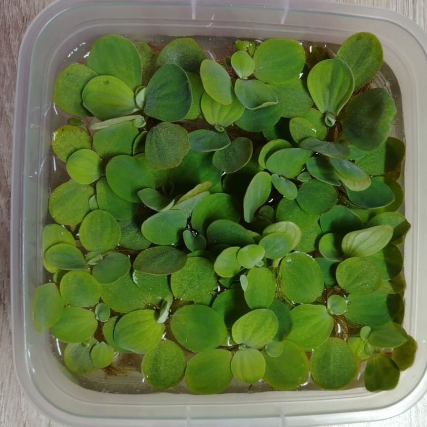 Аквариумное растение пистия