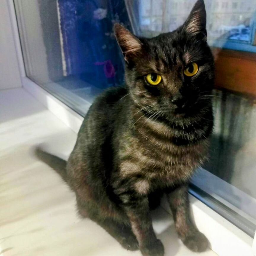 Шикарный котик