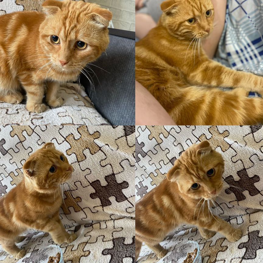 Чистокровный рыжий шотландец