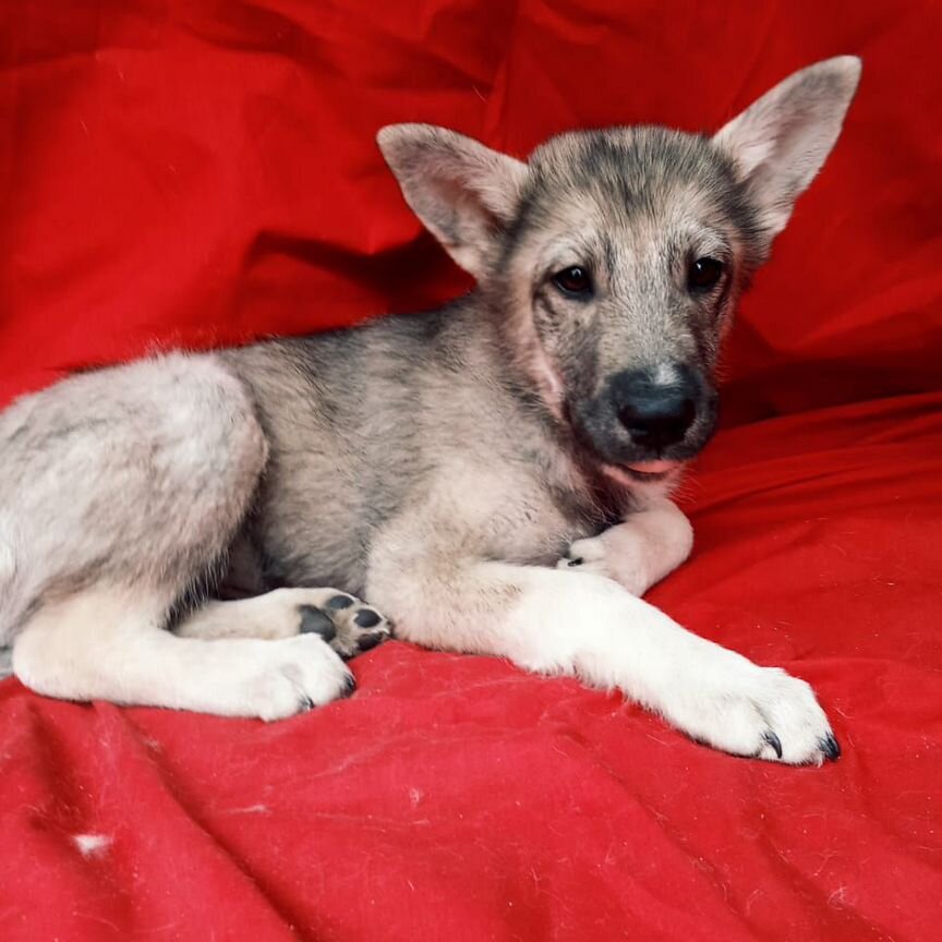 Щенок в добрые руки