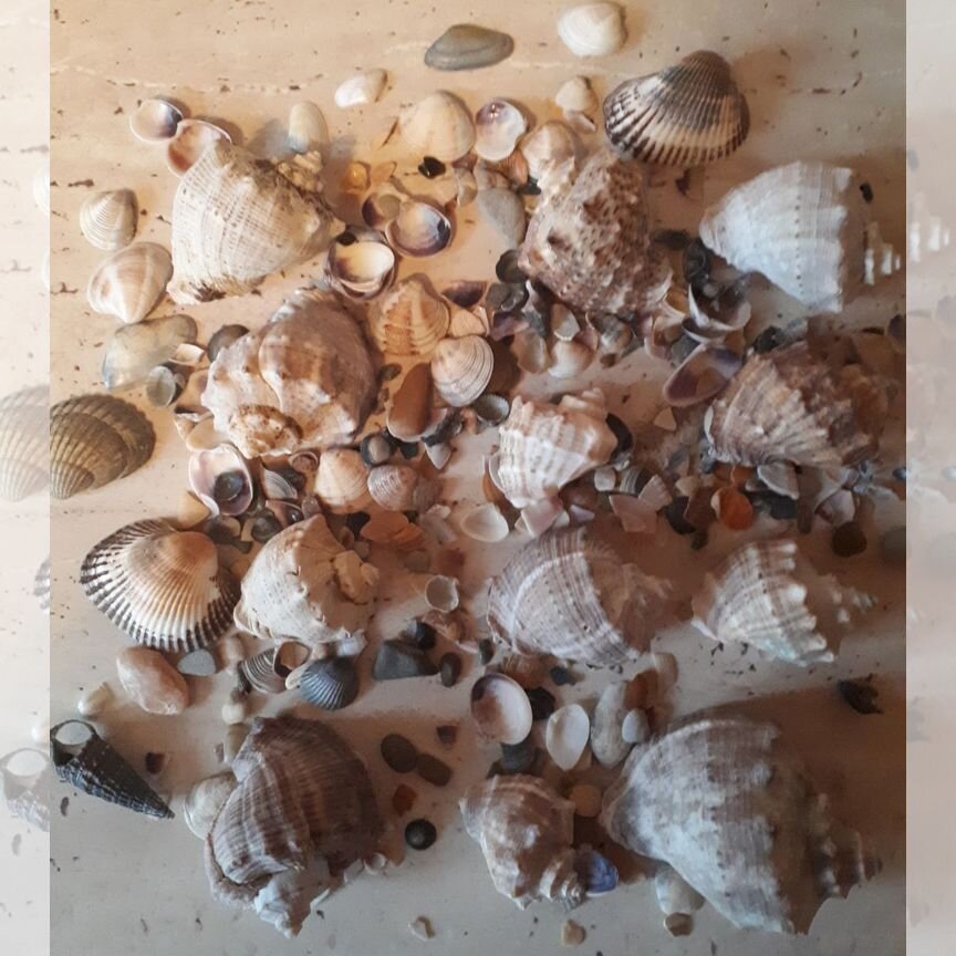 Раковины ракушки Чёрного моря в Аквариум