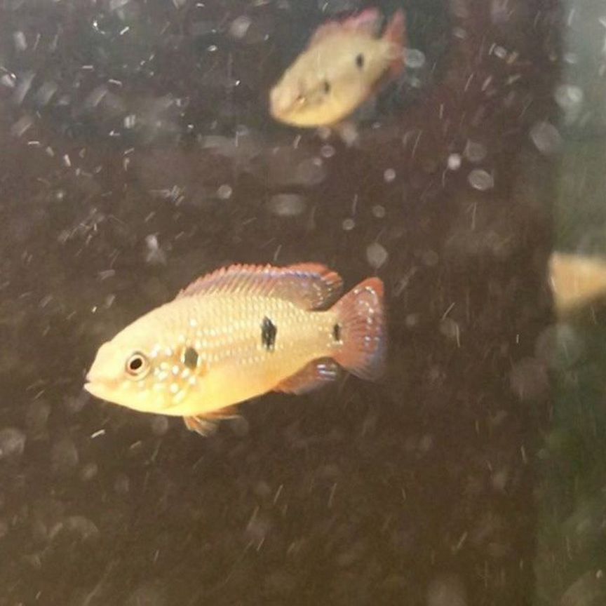 Мальки хромисов красавцев