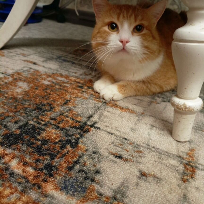 Рыжий кот