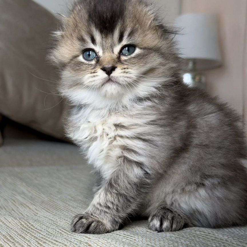 Шотландские котята 1 мес