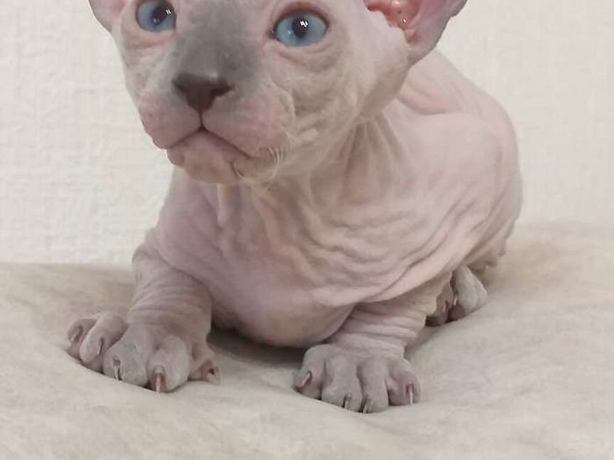 Котята донского сфинкса