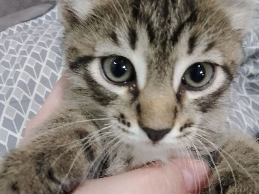 Котята