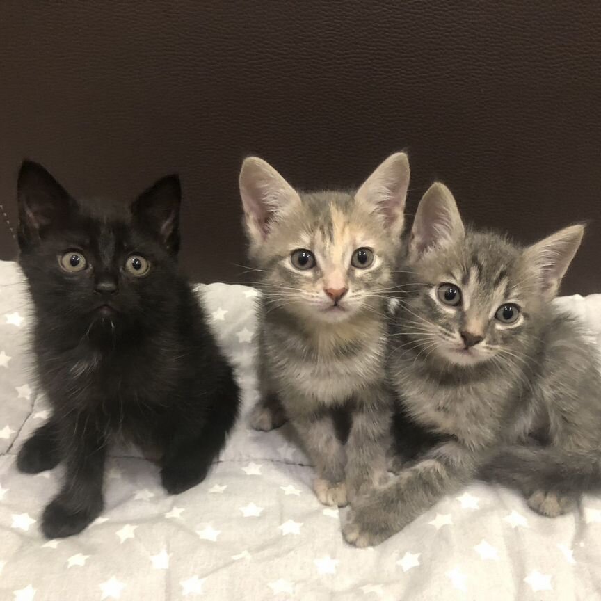 Котята отдам бесплатно