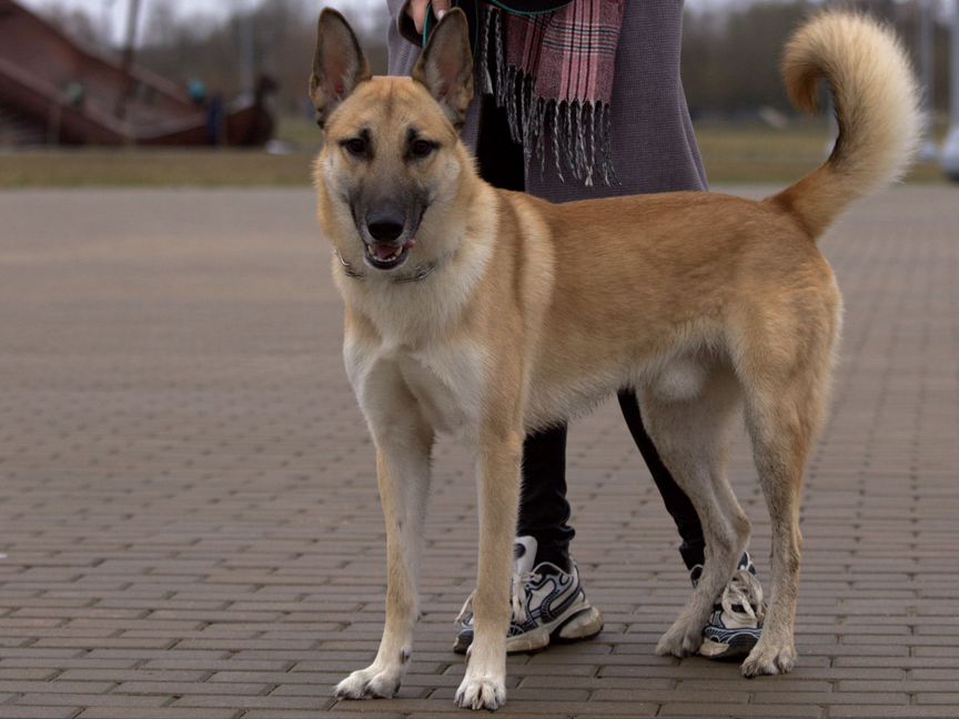 Клёвая собака в добрые руки
