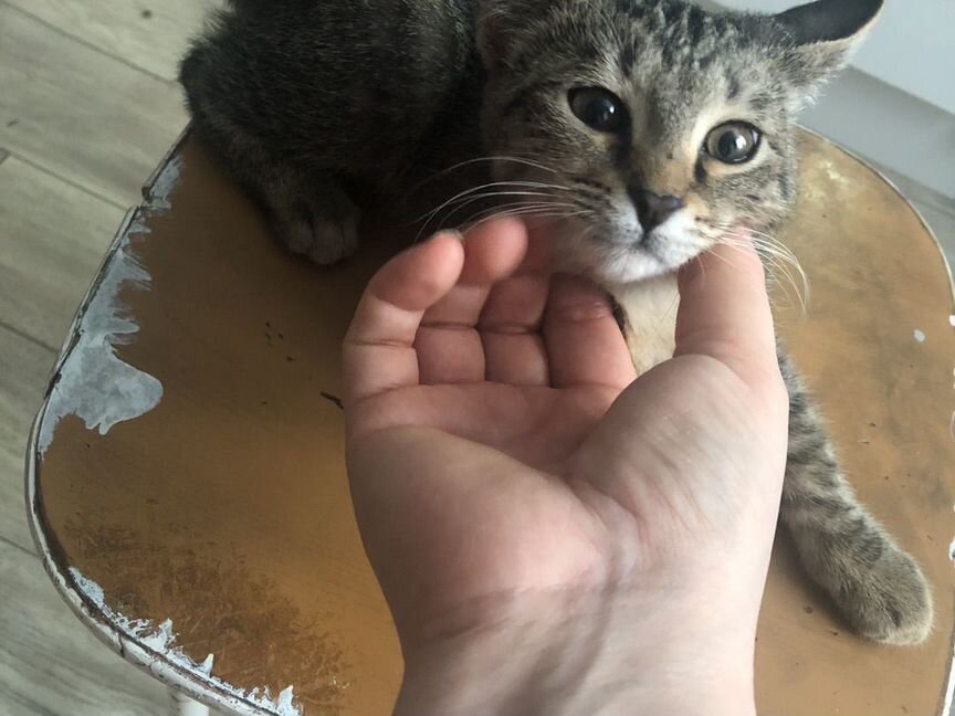 Отдают котенка девочку пять месяцев