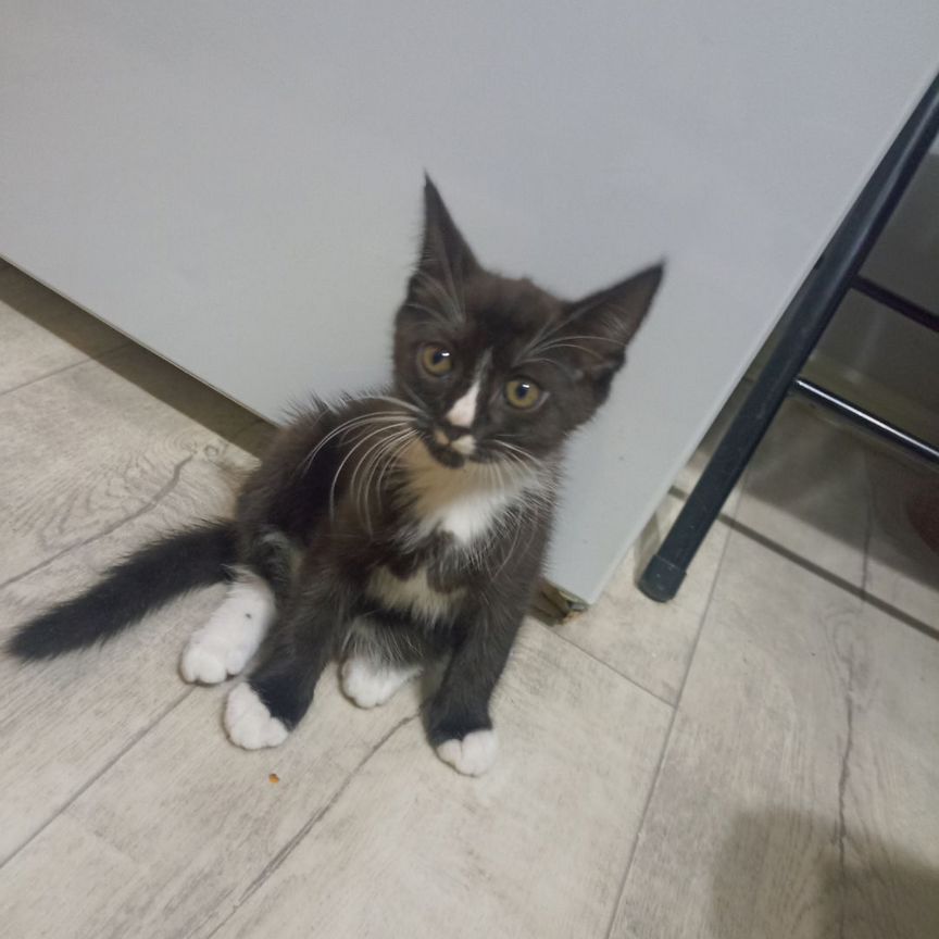 Мейн-кун котёнок